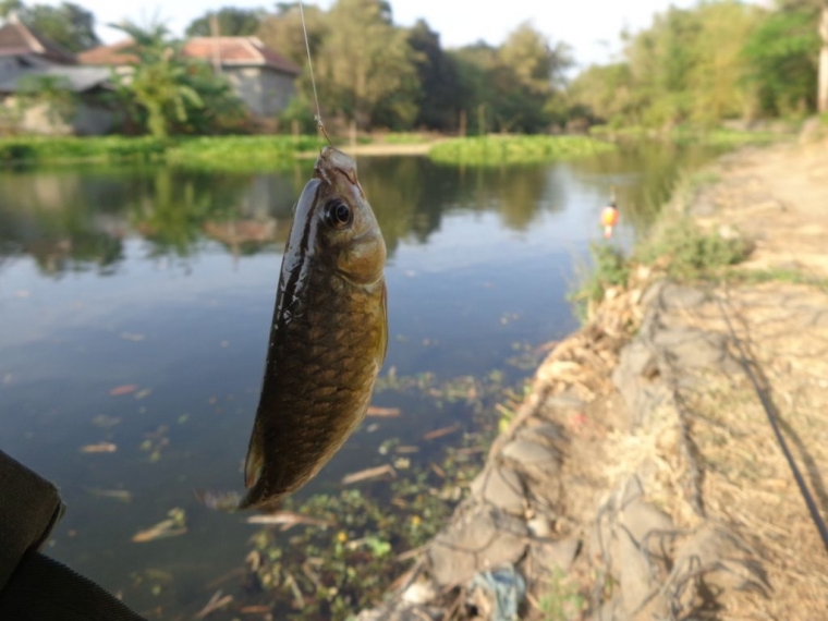 Mancing Ikan Wader Halaman all - Kompasiana.com Mancing Ikan Wader Halaman all - Kompasiana.com