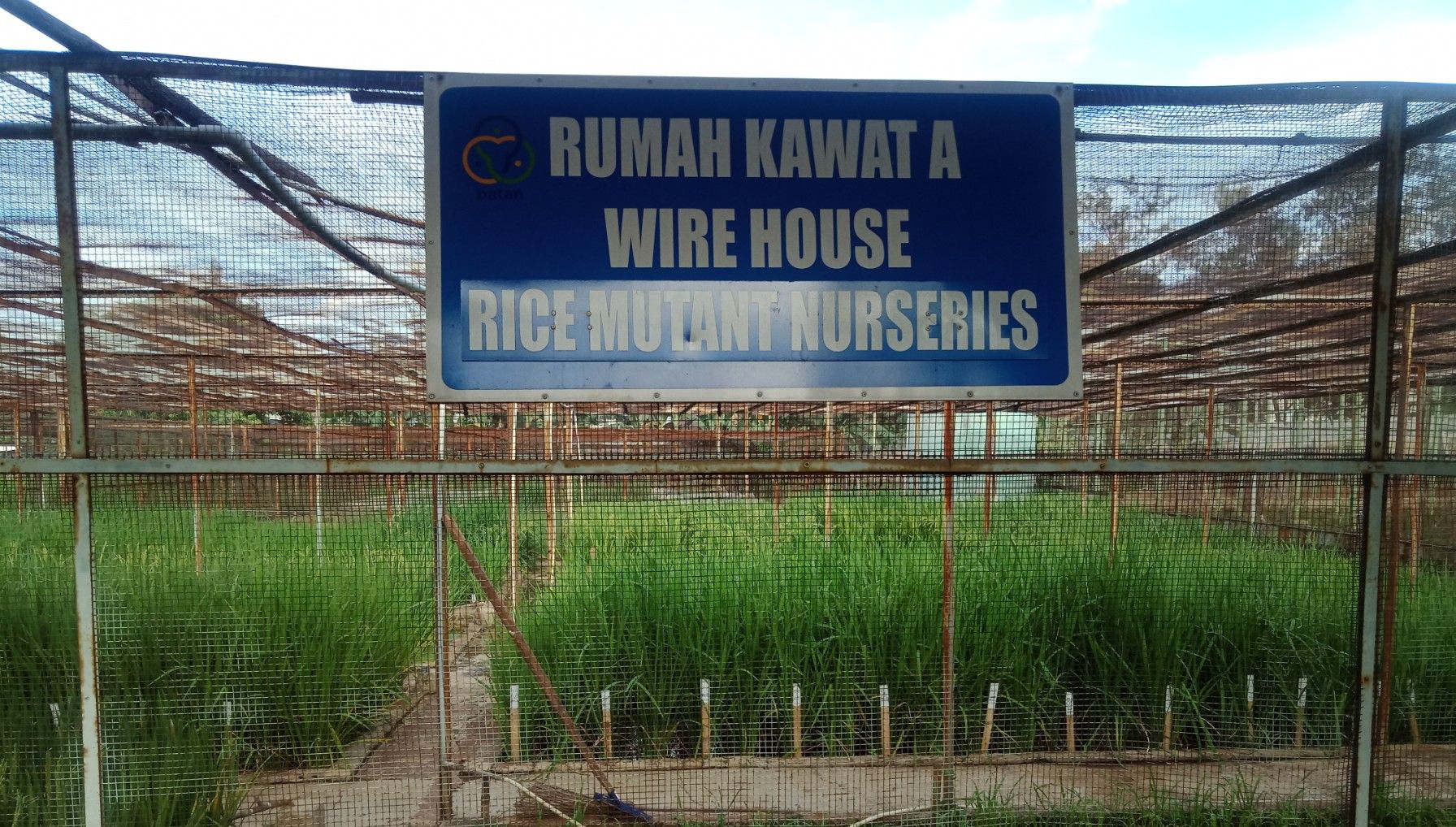 Mengunjungi Lahan Padi PAIR BATAN – Neng Sari