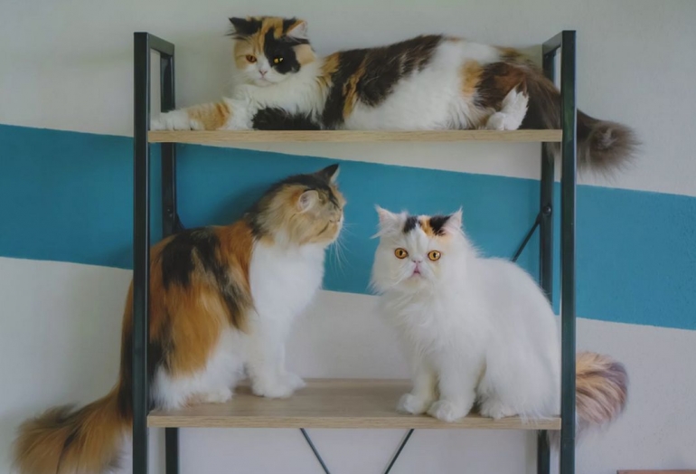 Mengapa Tidak Ada Kucing Belang Tiga Jantan? Halaman 1 - Kompasiana.com Mengapa Tidak Ada Kucing Belang Tiga Jantan? Halaman 1 - Kompasiana.com