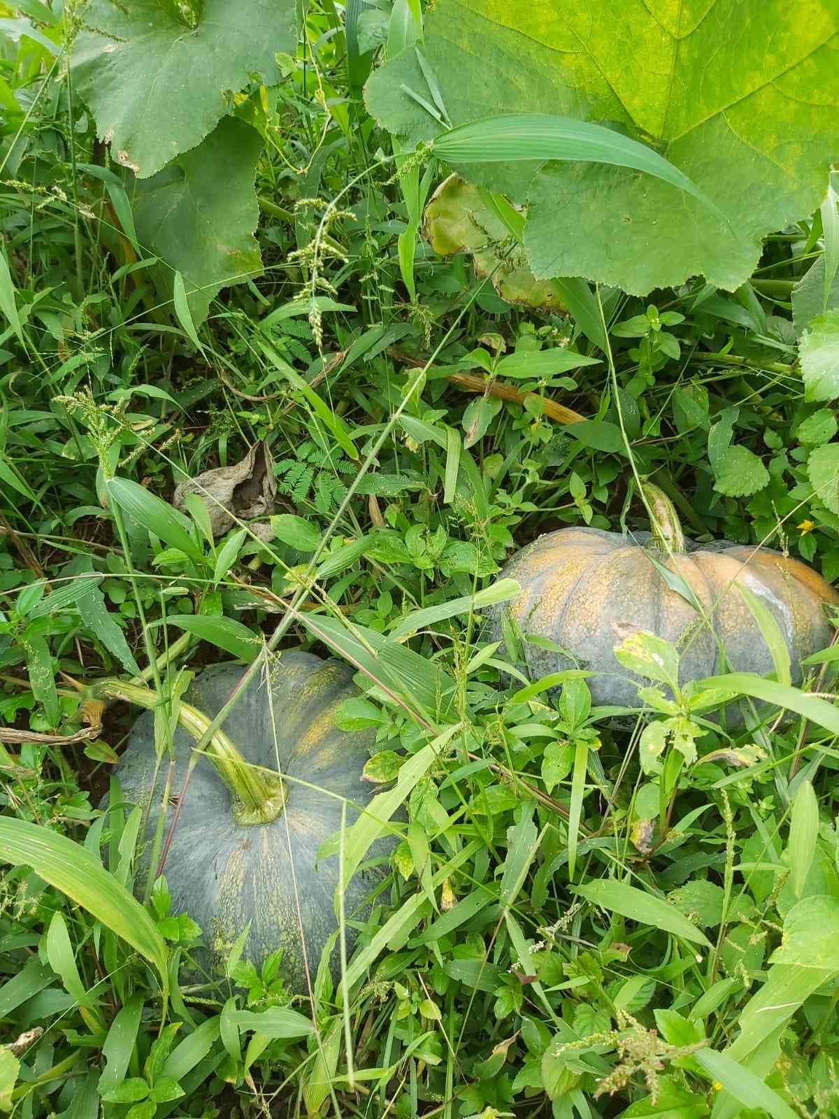 Foto Artikel : Asyiknya Berburu di Kampung Halaman hingga Lupa Waktu ...