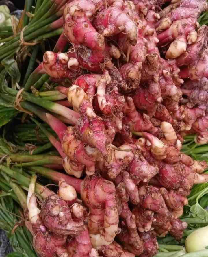 6 Tips Manfaat Jahe Merah untuk Kesehatan Halaman 1 - Kompasiana.com 6 Tips Manfaat Jahe Merah untuk Kesehatan Halaman 1 - Kompasiana.com