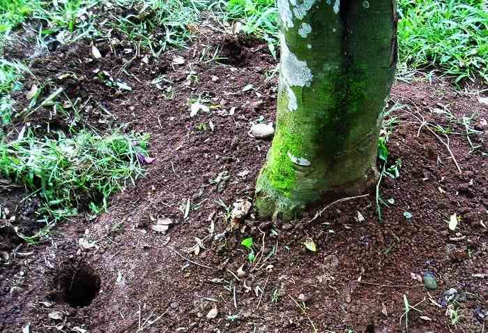 Manfaat Biopori Dan Cara Membuatnya Halaman 1