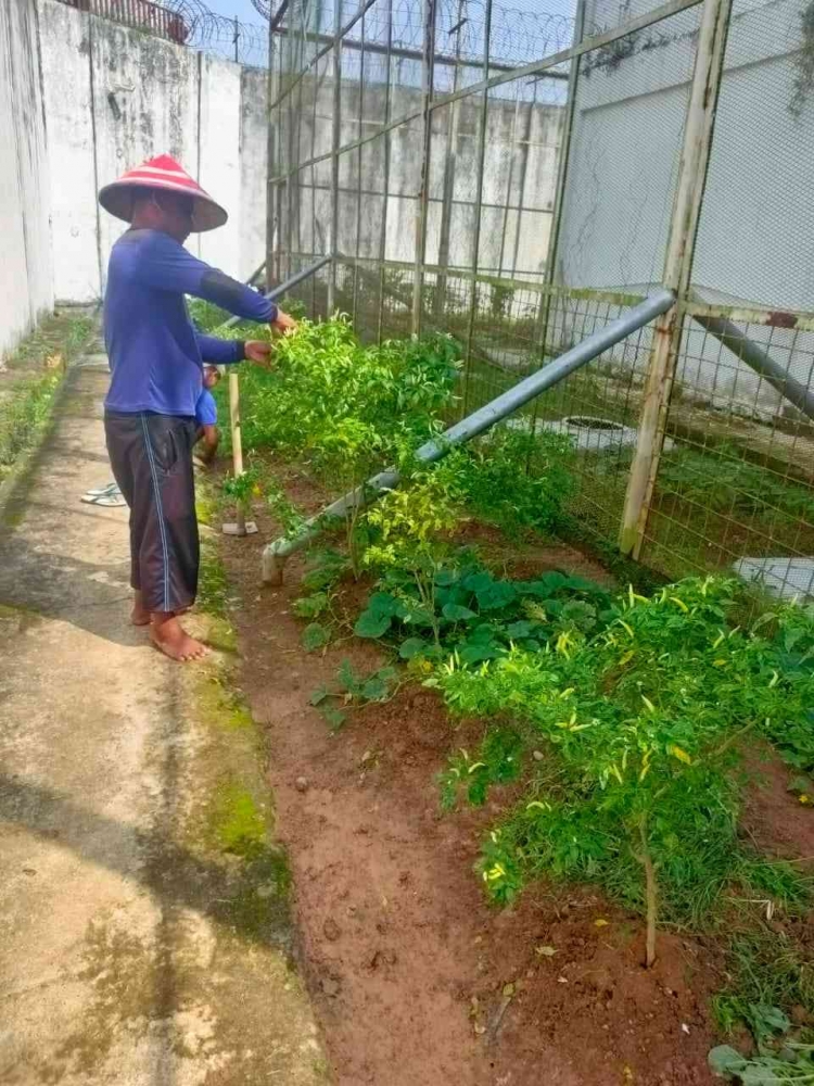 Menilik Budidaya Palawija di Lapas, Kegiatan Warga Binaan di Balik ... Menilik Budidaya Palawija di Lapas, Kegiatan Warga Binaan di Balik ...