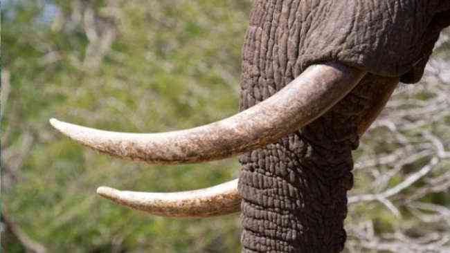 Perdagangan Ilegal Gading Gajah Mengancam Kelestarian Populasi Gajah Di Indonesia
