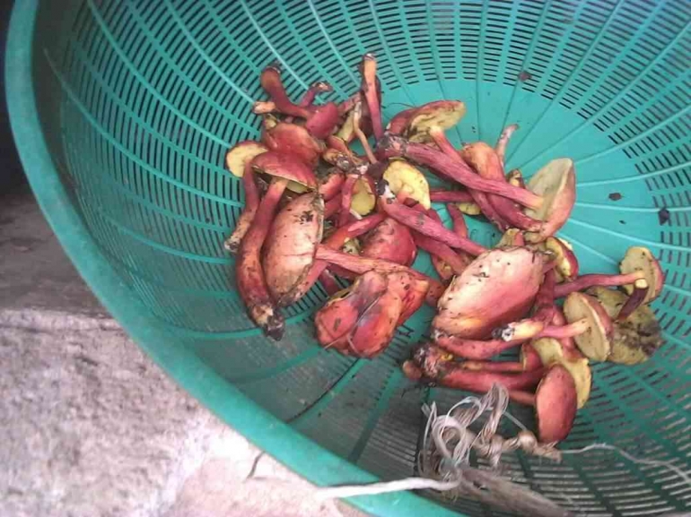 Jamur Pelawan, Jamur Khas Bangka Belitung yang Sangat Mahal dan Langkah ... Jamur Pelawan, Jamur Khas Bangka Belitung yang Sangat Mahal dan Langkah ...