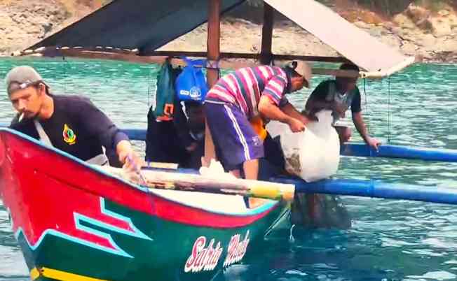 Restocking 10 Ribu Benih Ikan Kerapu di Pantai Lenggoksono, Upaya ... Restocking 10 Ribu Benih Ikan Kerapu di Pantai Lenggoksono, Upaya ...